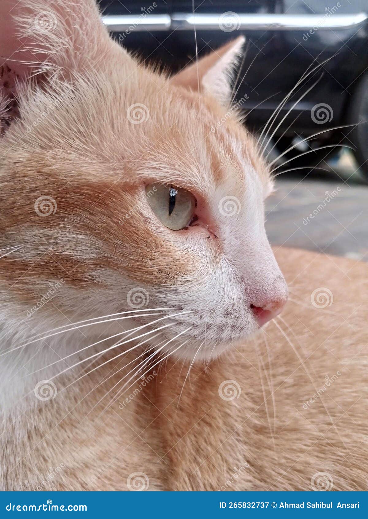 The Right Side of the Face of an Orange-white Cat Stock Image - Image ...