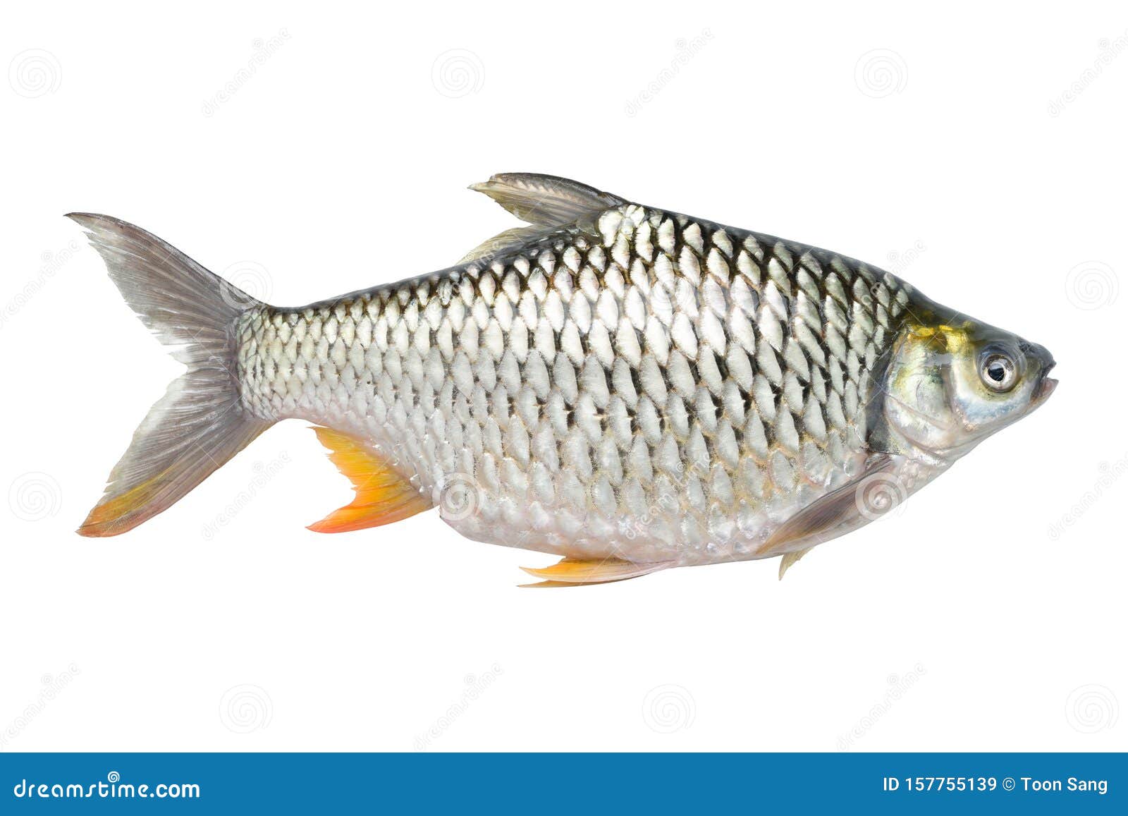 Right Side of Large Common Silver Barb Fish Stock Image - Image of ...