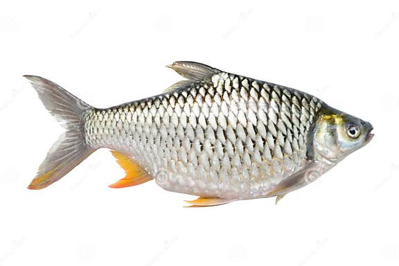 Right Side of Large Common Silver Barb Fish Stock Image - Image of ...