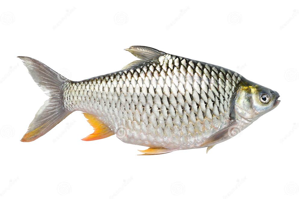 Right Side of Large Common Silver Barb Fish Stock Image - Image of ...