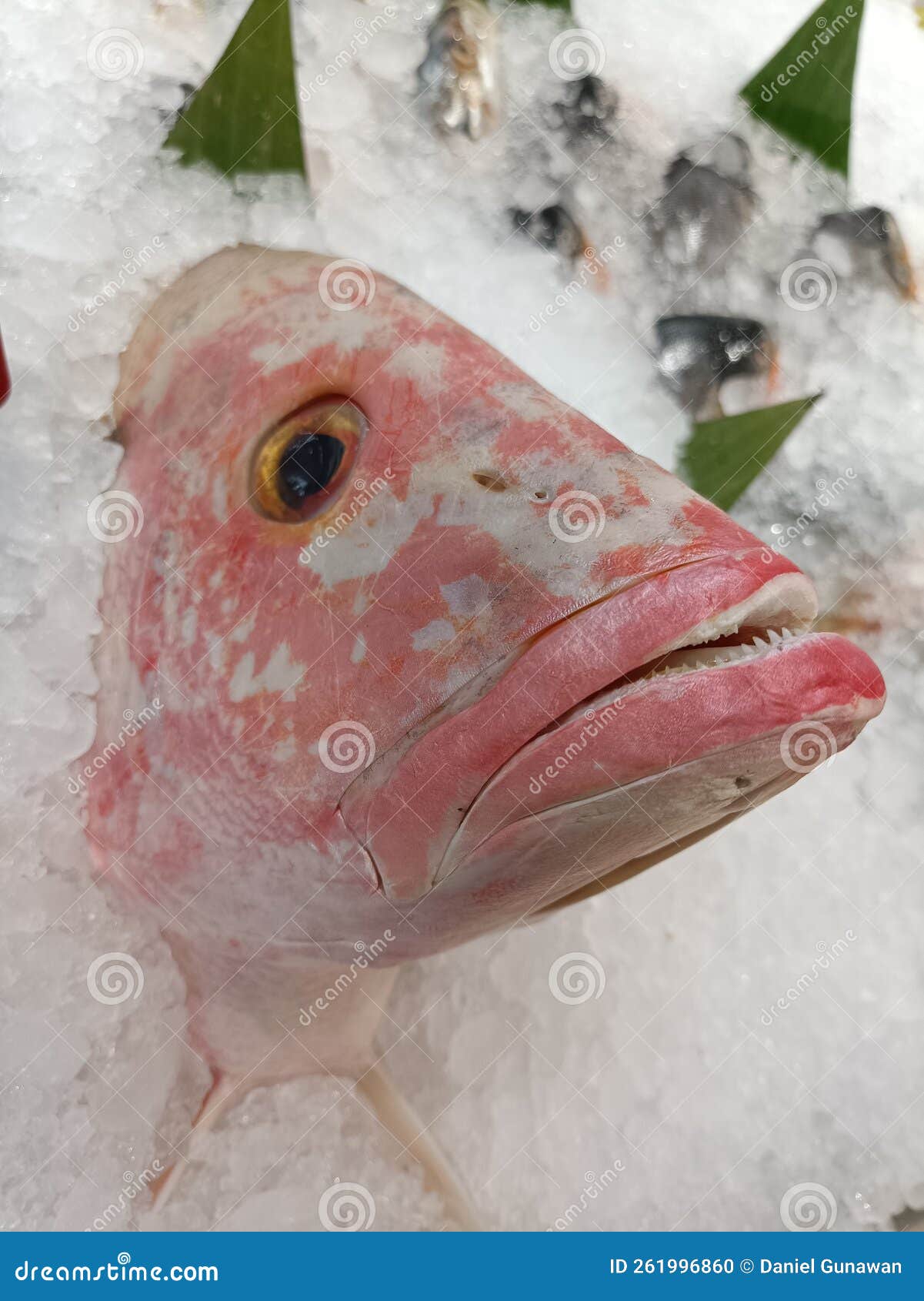 Right Side Red Snapper Fish Frozen Stock Photo - Image of snapper, froz ...