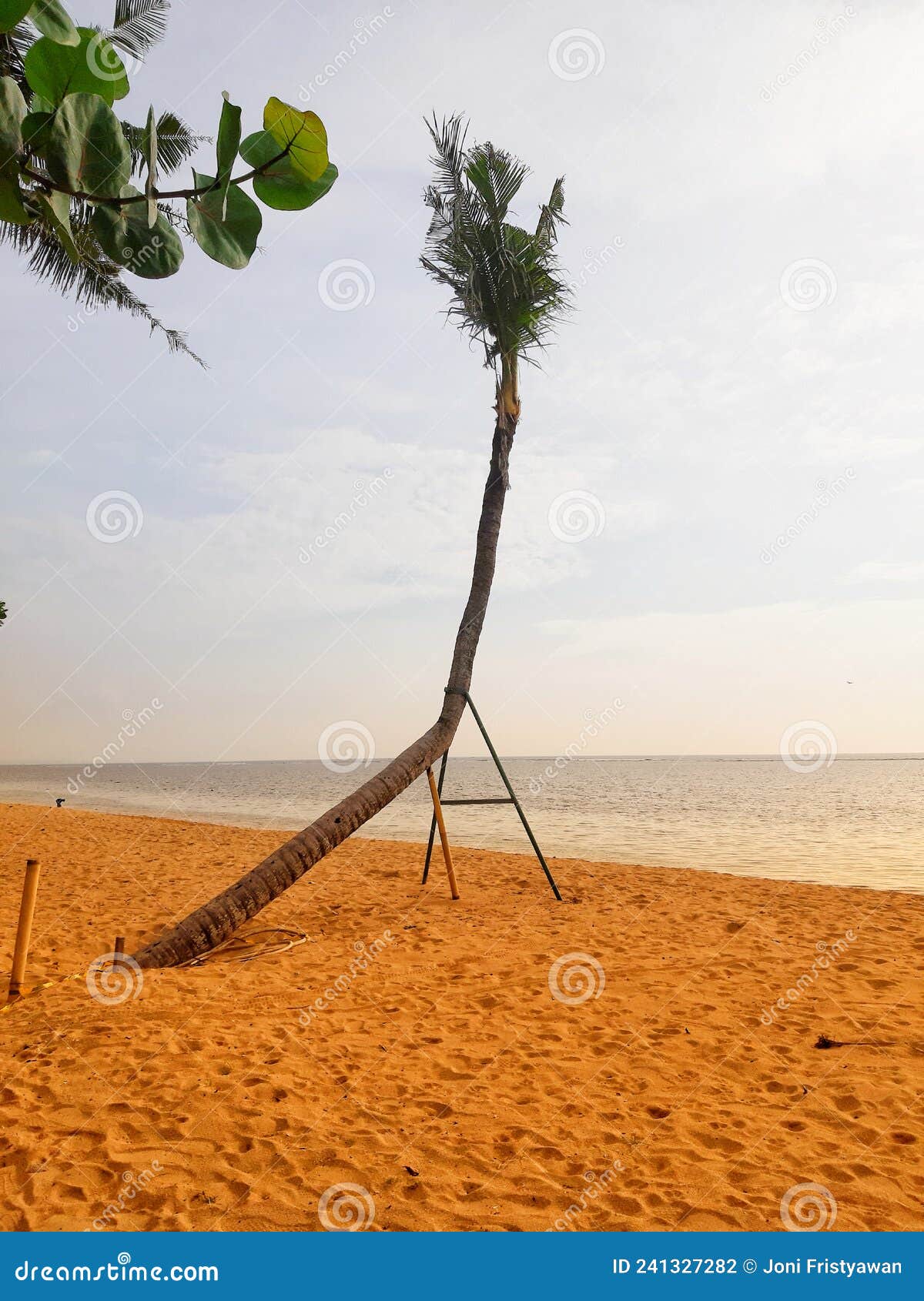 The Right Side View of a Coconut Tree on the Beach Stock Photo - Image ...
