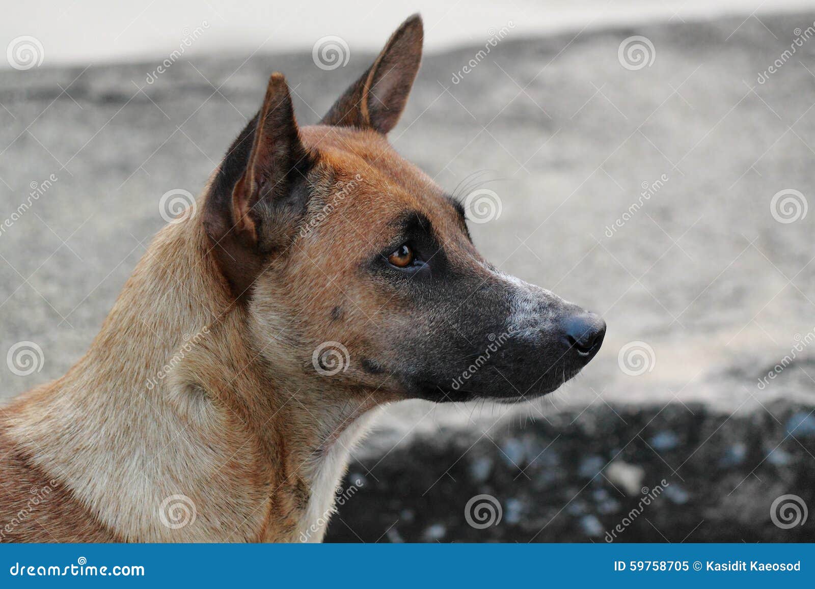 Right side view dog stock image. Image of doggy, camera - 59758705