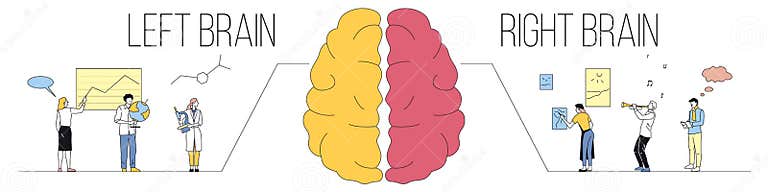 Right Vs Left Human Brain Functions Concept. Analytical, Logical Vs ...