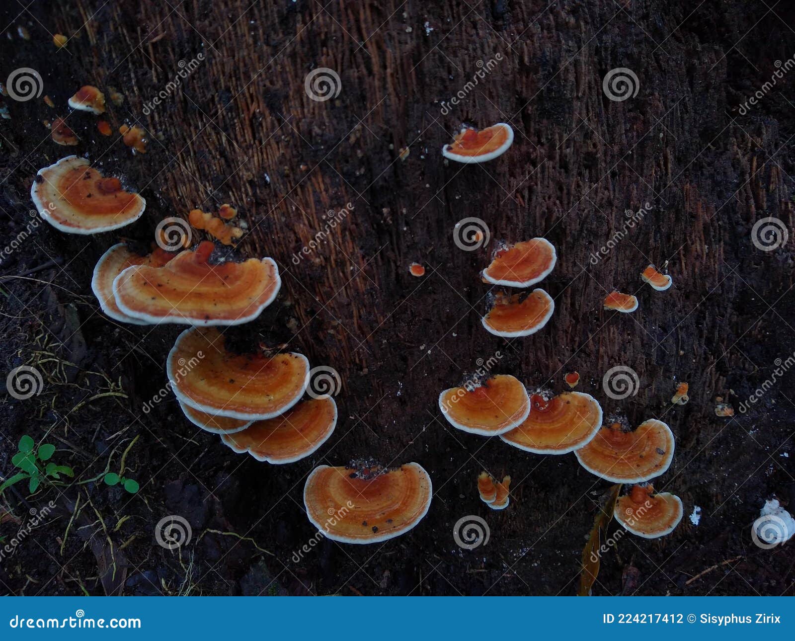 Rigidoporus Microporus Fungi in the Forest Stock Photo - Image of tree ...