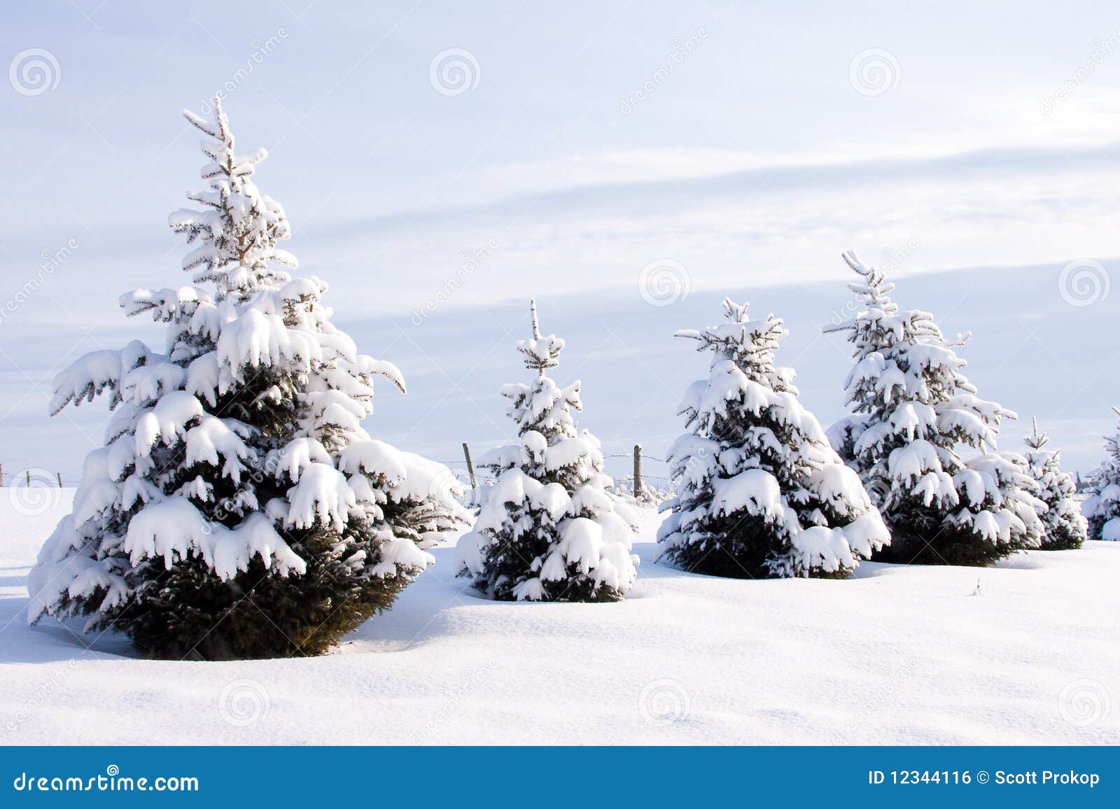 Rij Van Altijdgroene Bomen in De Winter Stock Foto - Image of koel ...
