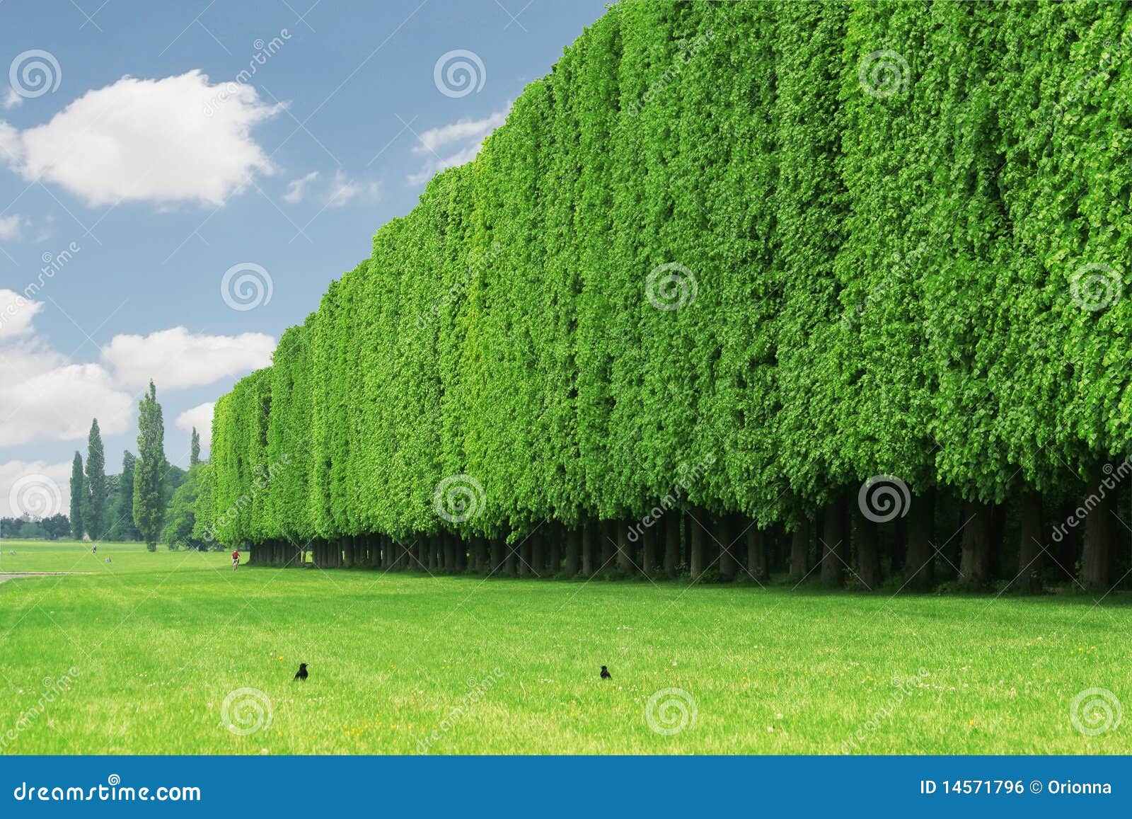 Rij van bomen stock foto. Image of helder, zonlicht, steeg - 14571796