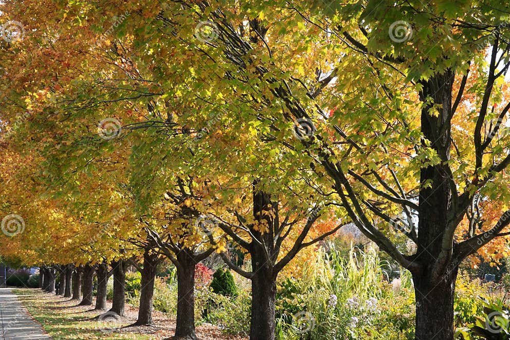 Rij van Bomen stock foto. Image of mooi, verbrandingsnati - 16058106