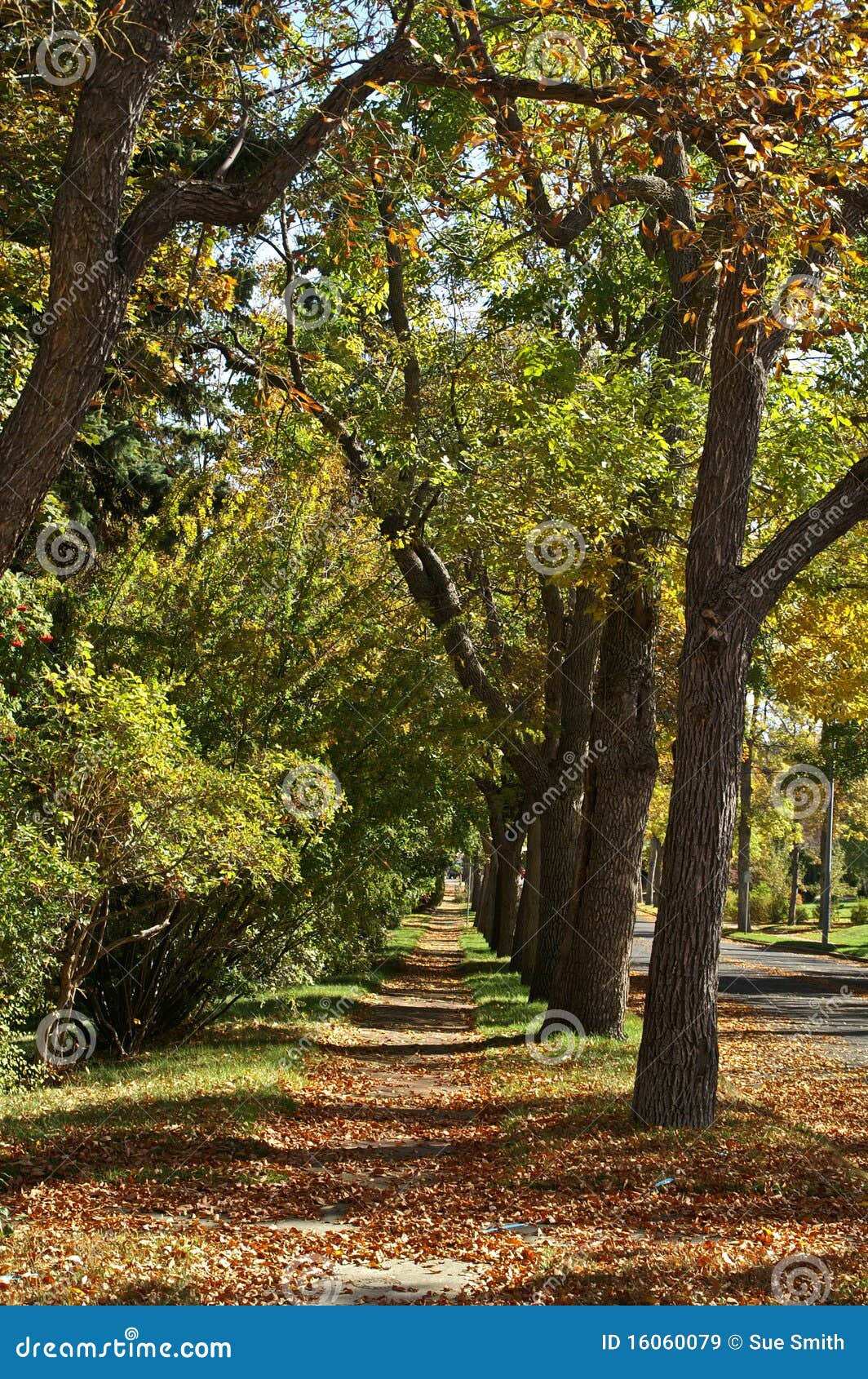 Rij van Bomen stock afbeelding. Image of boom, behandeld - 16060079