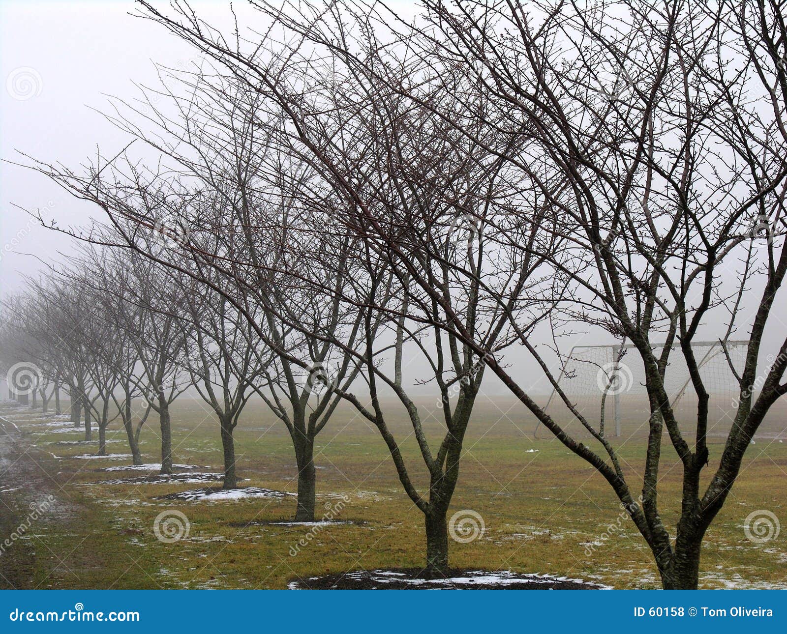 Rij van bomen stock foto. Image of gebied, dalingen, gronden - 60158