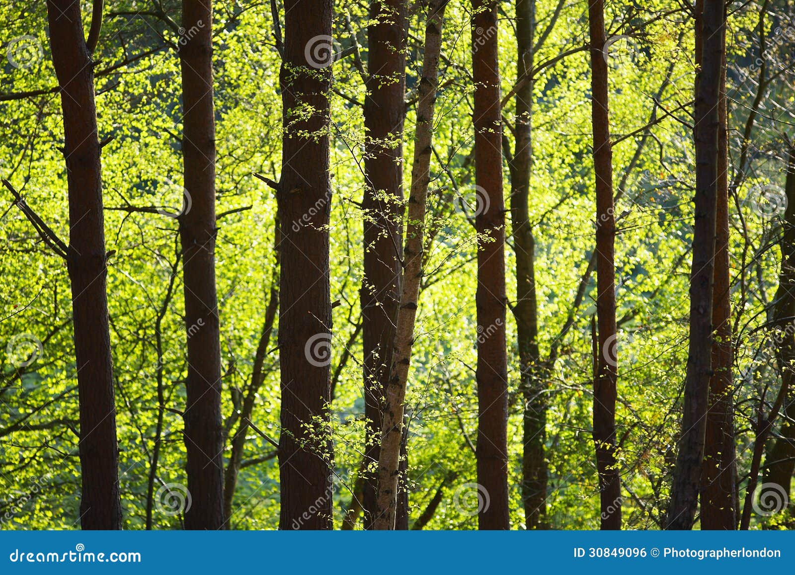 Rij van Bomen in Bos stock foto. Image of rijen, lijnen - 30849096