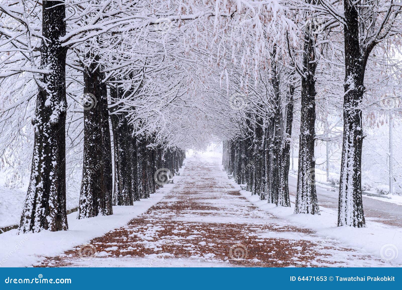 Rij Van Bomen in De Winter Met Dalende Sneeuw Stock Afbeelding - Image ...
