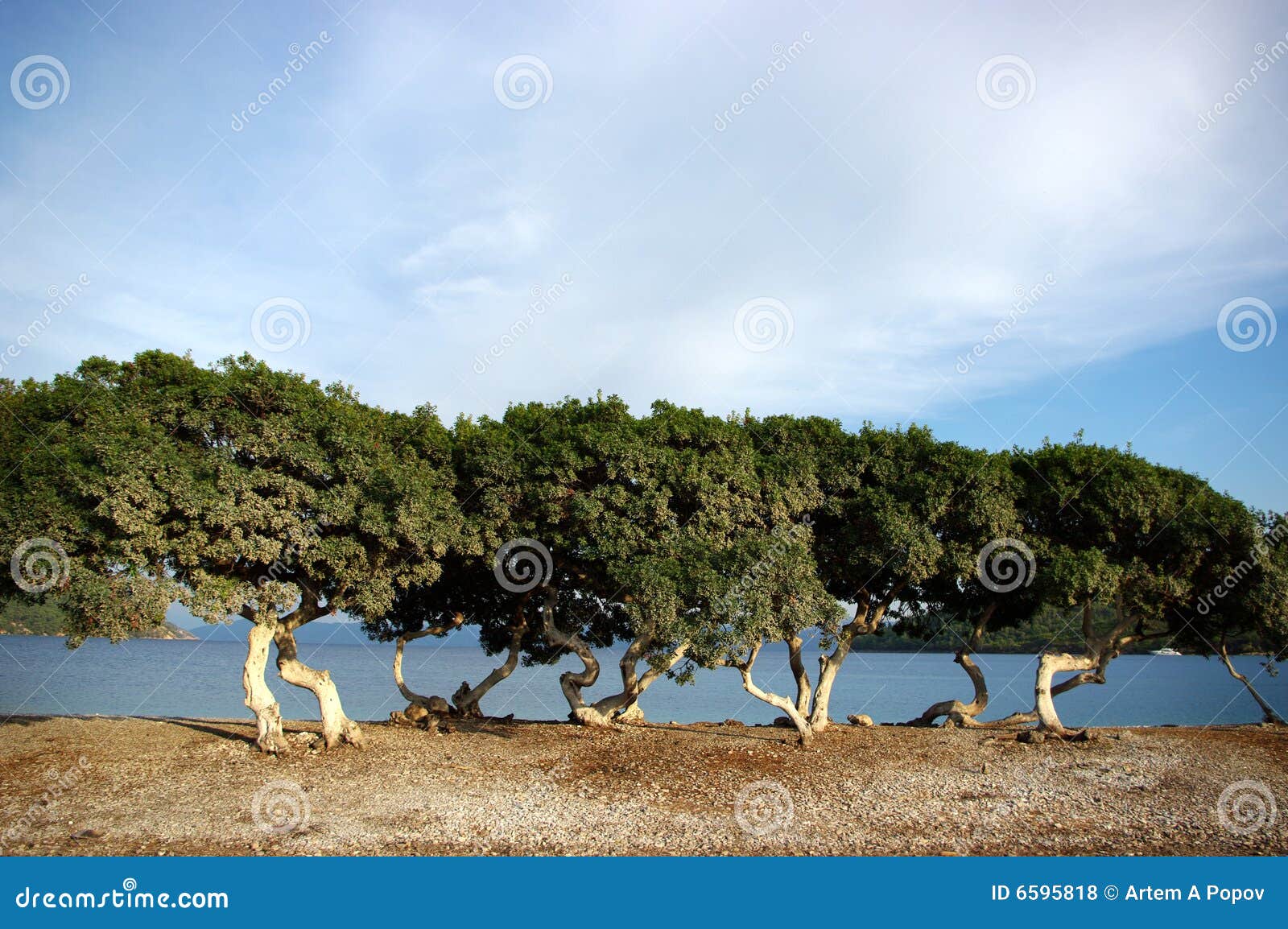 Rij van bomen door oceaan stock foto. Image of buiten - 6595818