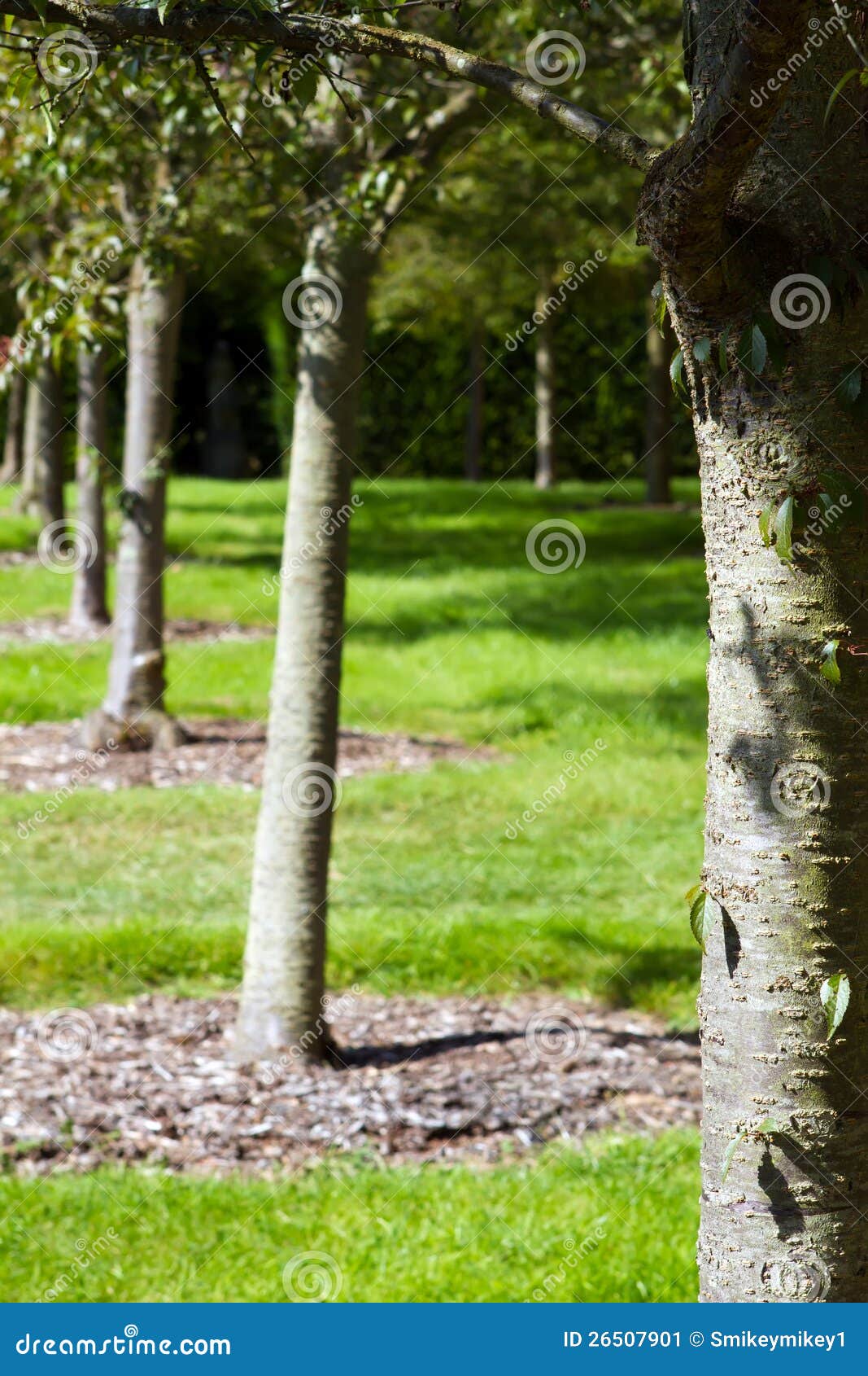 Rij Van Bomen in Een Engelse Landtuin Stock Afbeelding - Image of ...