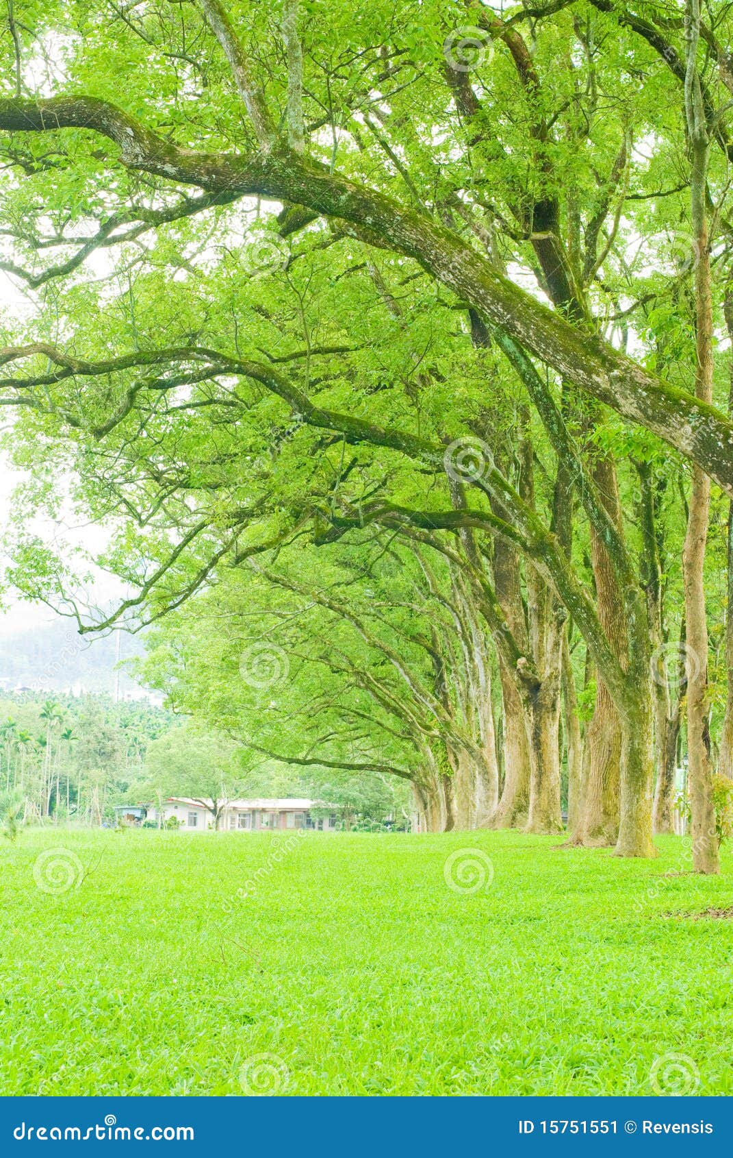 Rij Van Bomen En Brede Weide Stock Afbeelding - Image of perspectief ...