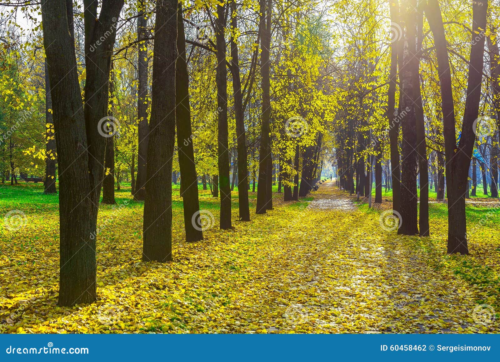 Rij Van Bomen Langs Parkweg in De Herfst Stock Foto - Image of nave ...