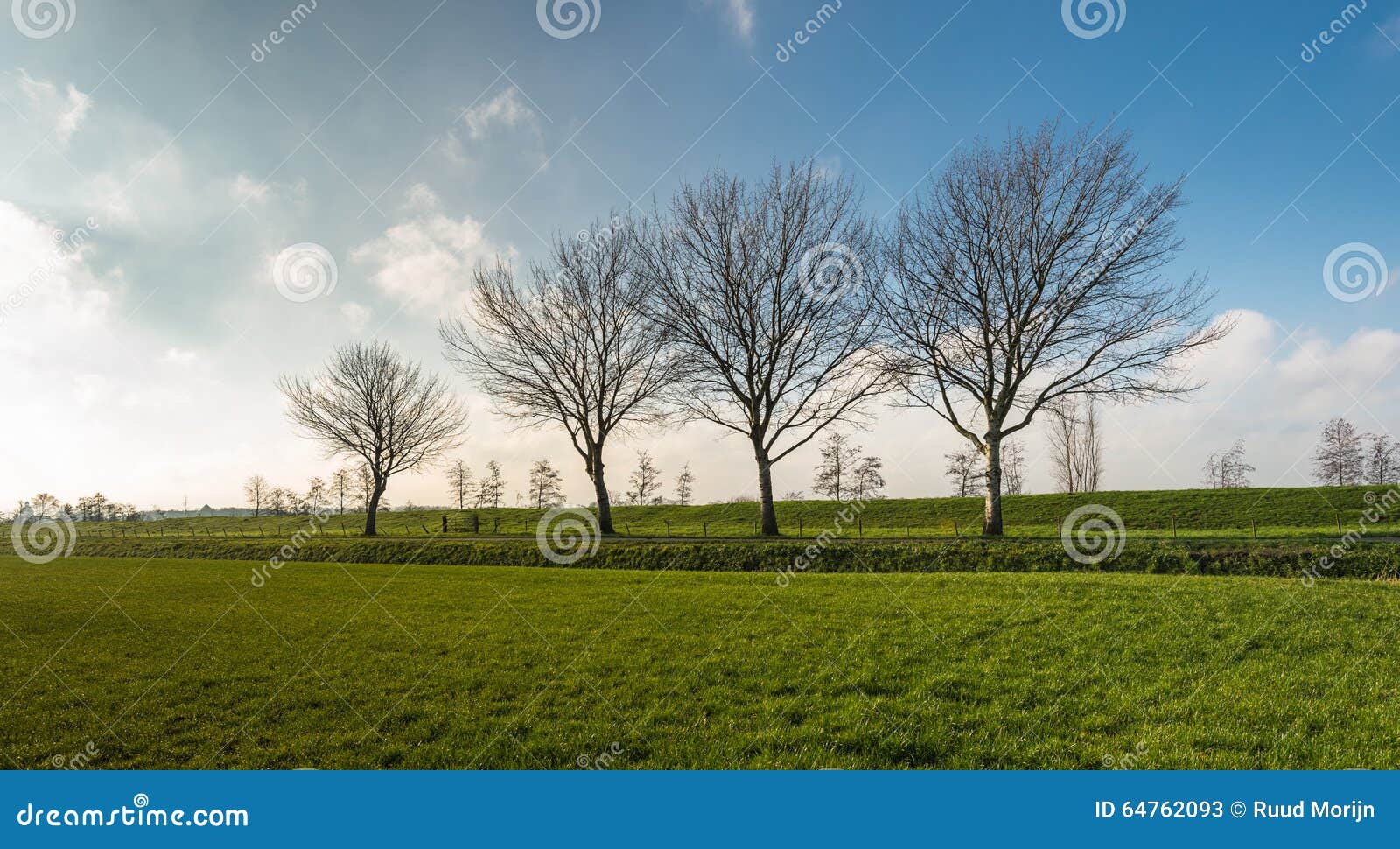 Rij Van Bomen Naast Een Dijk Stock Afbeelding - Image of groen, gras ...