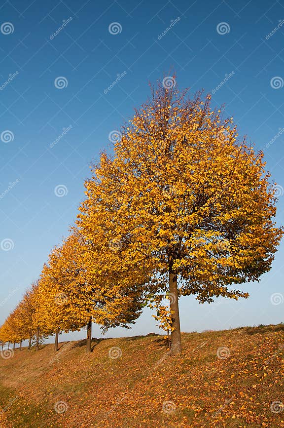 Rij van gele bomen stock afbeelding. Image of landschap - 27308099