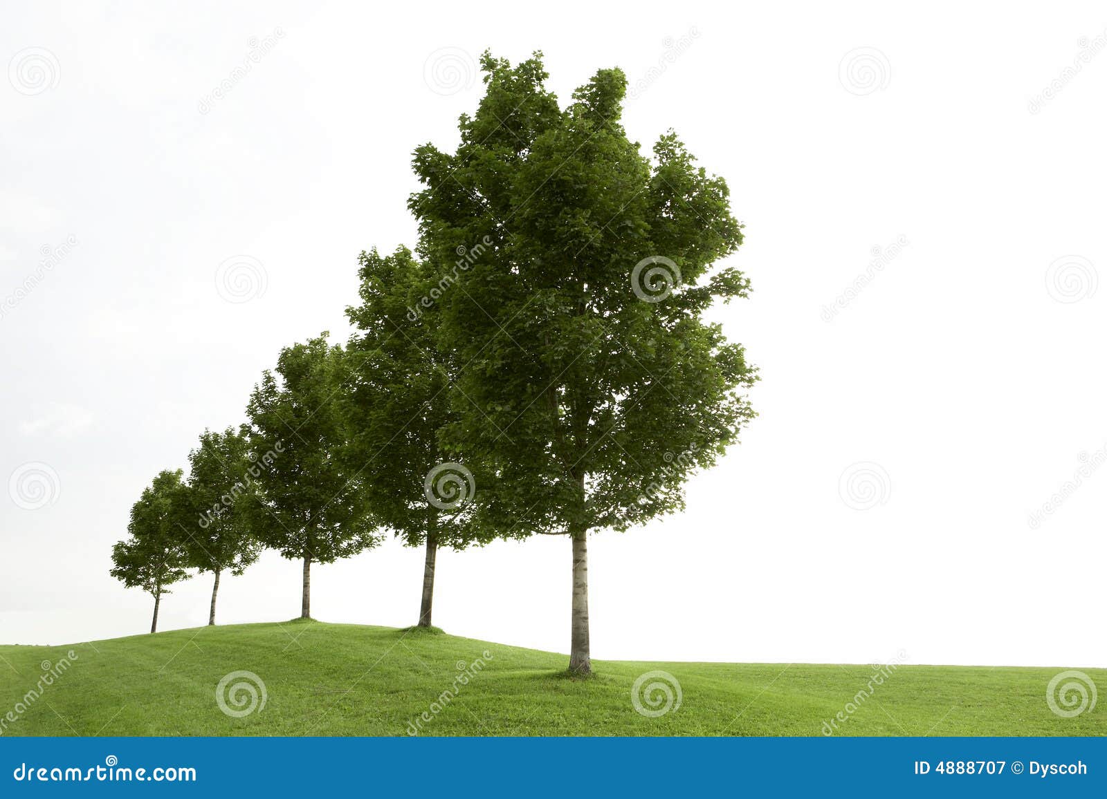Rij van groene bomen stock afbeelding. Image of landschap - 4888707