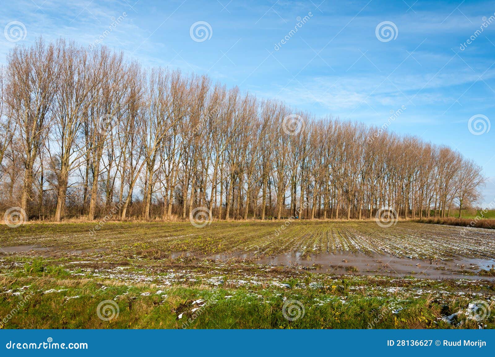 Rij Van Naakte Bomen in De Herfst Stock Afbeelding - Image of helder ...