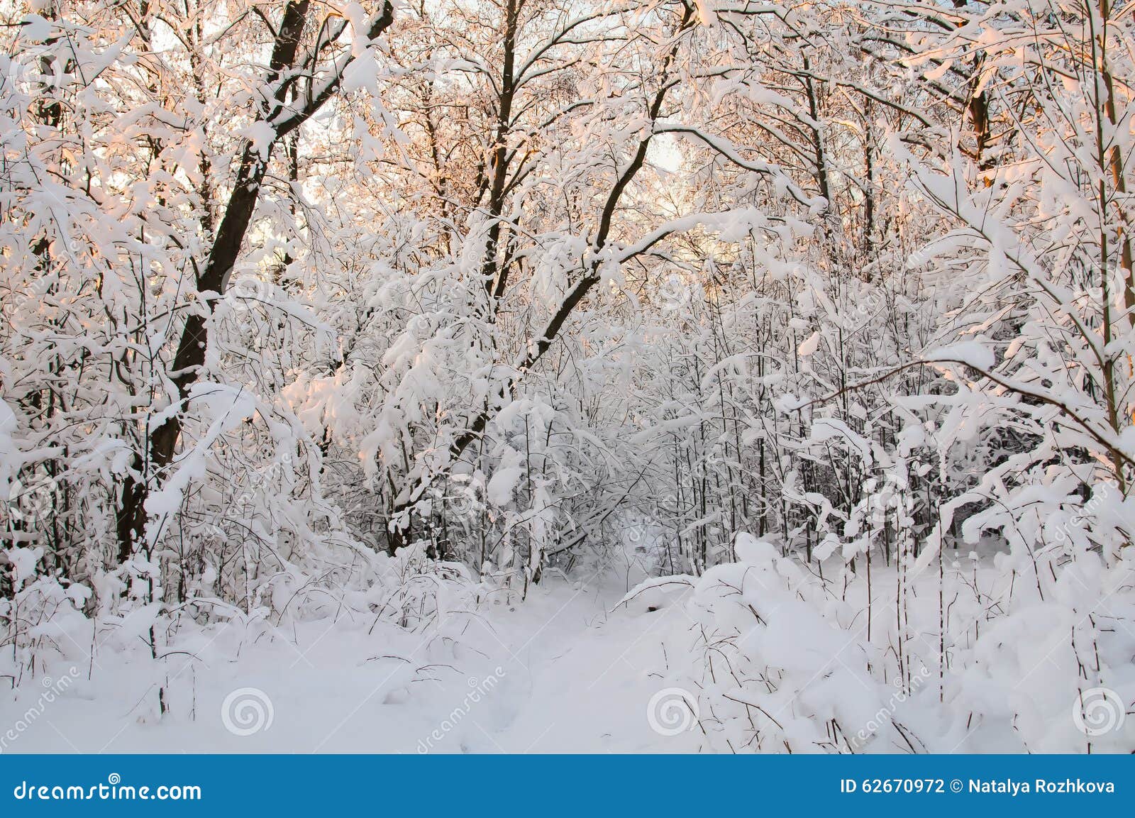 Rijp en Rijp op bomen stock foto. Image of hemel, milieu - 62670972