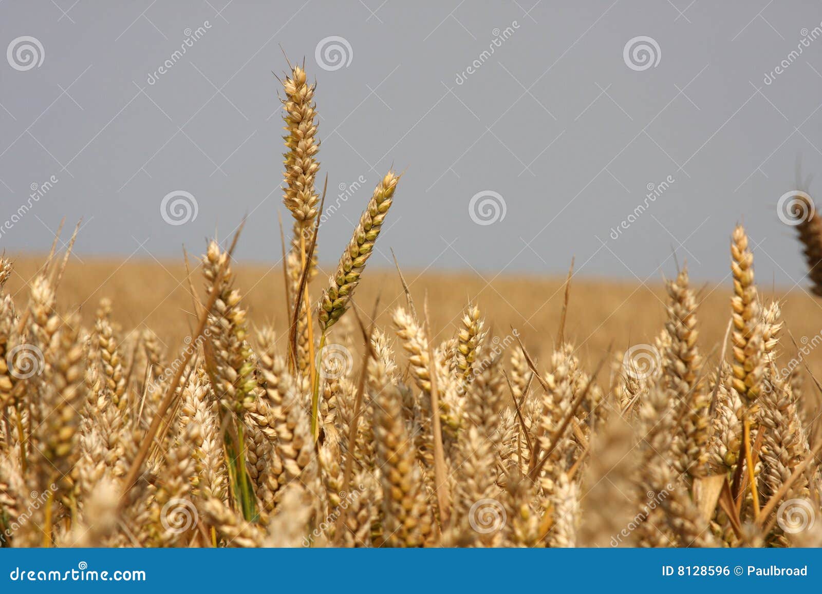 Rijp Graan Op Gebied Klaar Te Oogsten. Stock Foto - Image of nietje ...