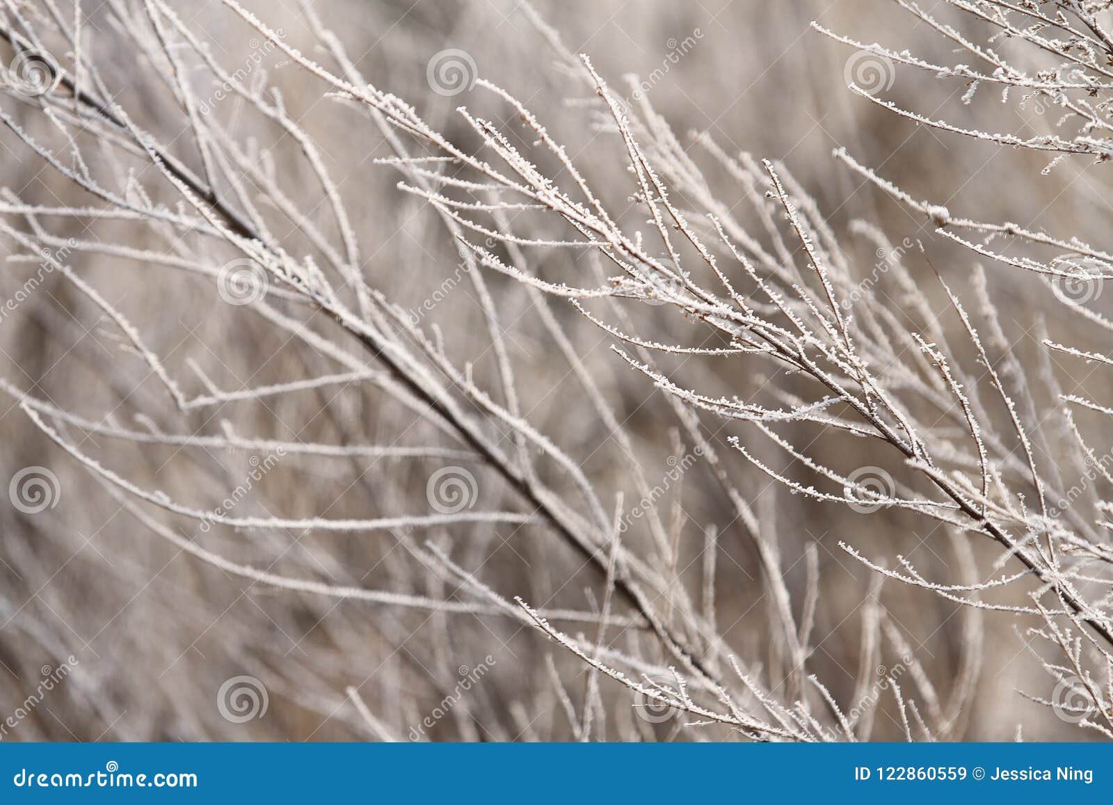 Rijp op gras stock afbeelding. Image of bevallig, koude - 122860559