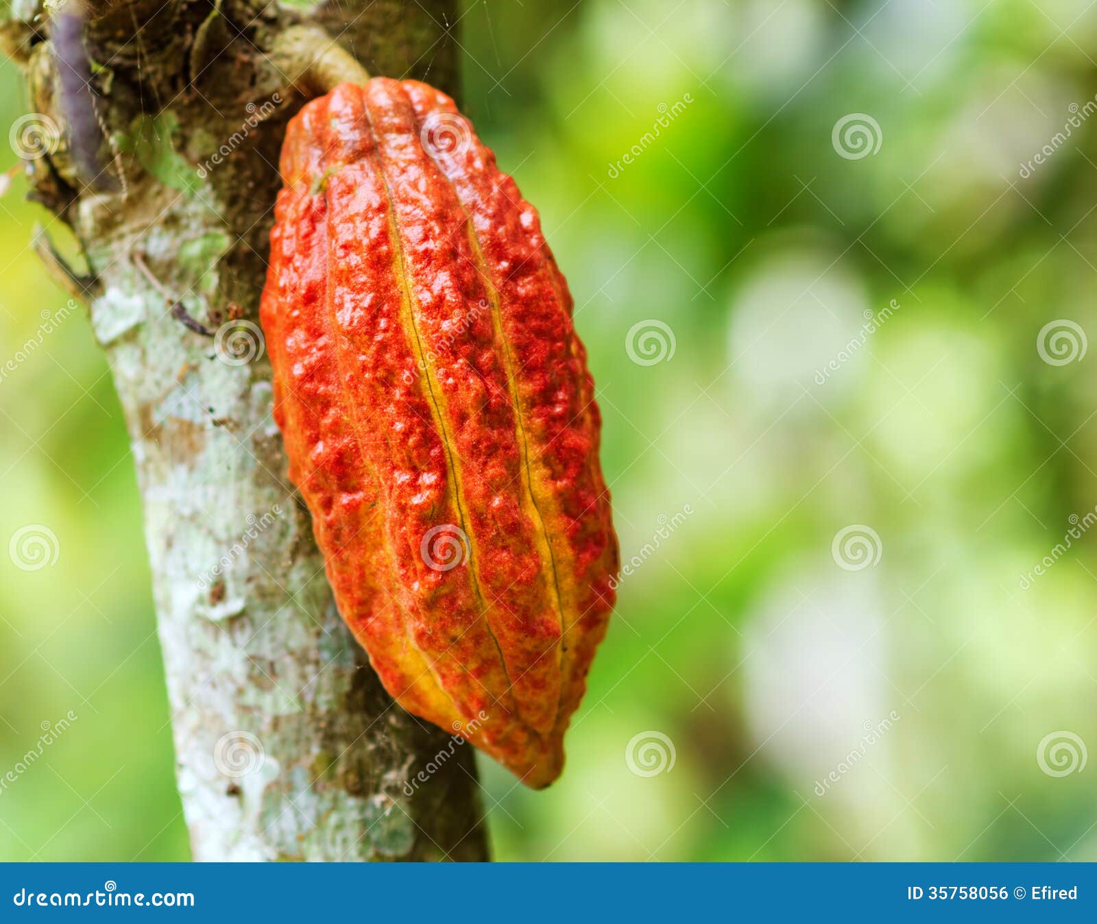 Rijpe Cacaoboon Op Het Hout Royalty-vrije Stock Afbeelding - Afbeelding ...