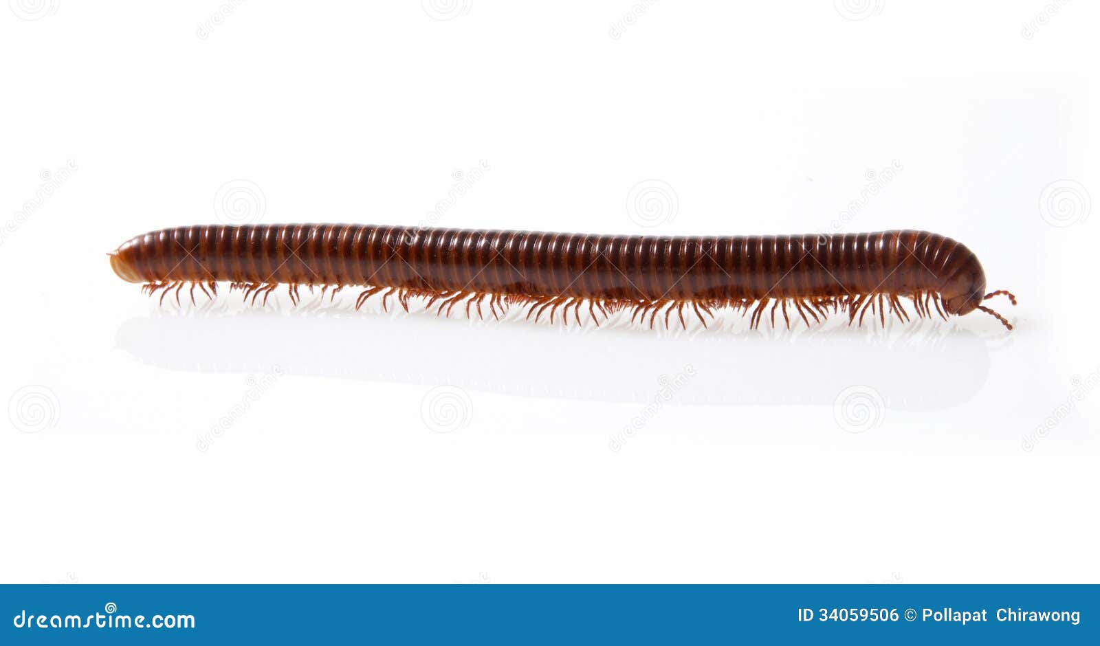 Rijpe duizendpoot stock foto. Image of nave, entomologie - 34059506