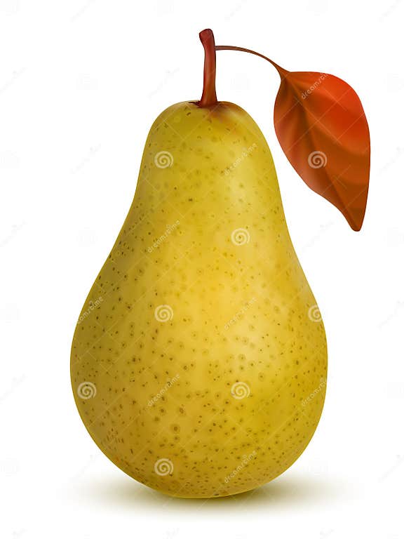 Rijpe gele peer vector illustratie. Illustration of blad - 27458086