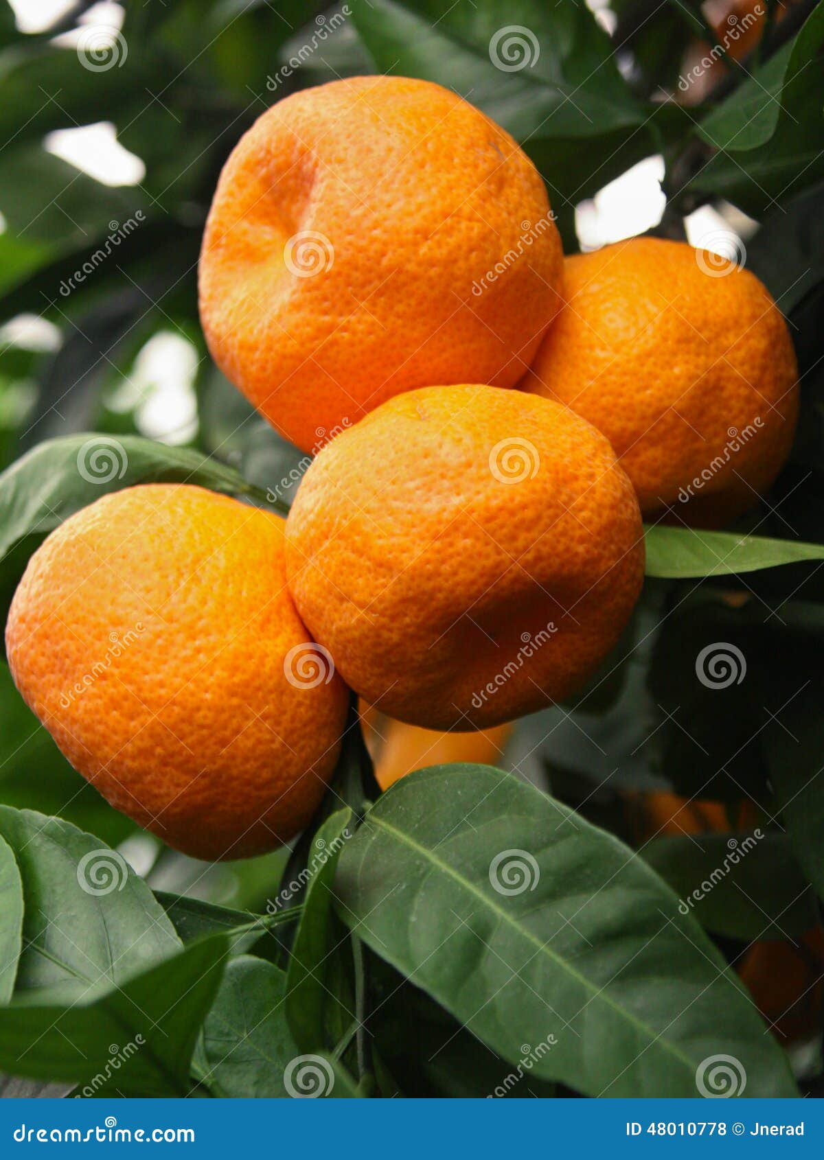 Rijpe Mandarijnen Op Een Boom Stock Foto - Image of zonnig, tropisch ...