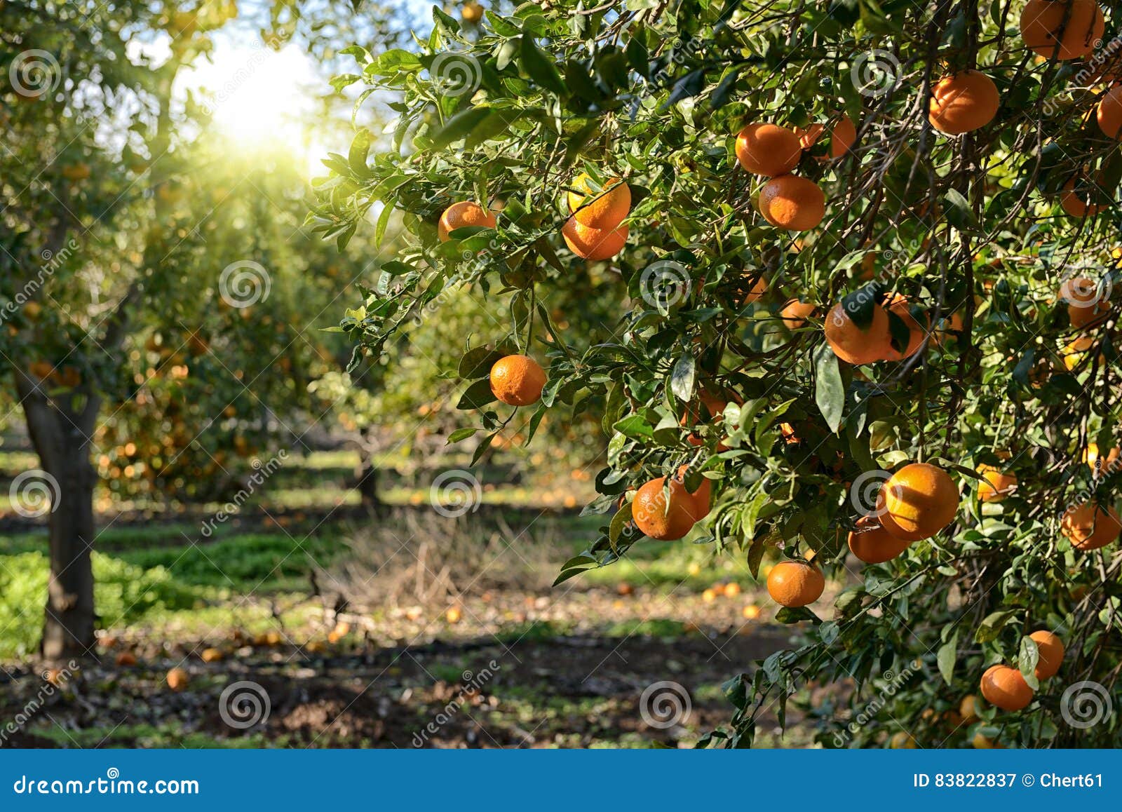 Rijpe Mandarin Boom in De Landbouwbedrijftuin Stock Afbeelding - Image ...