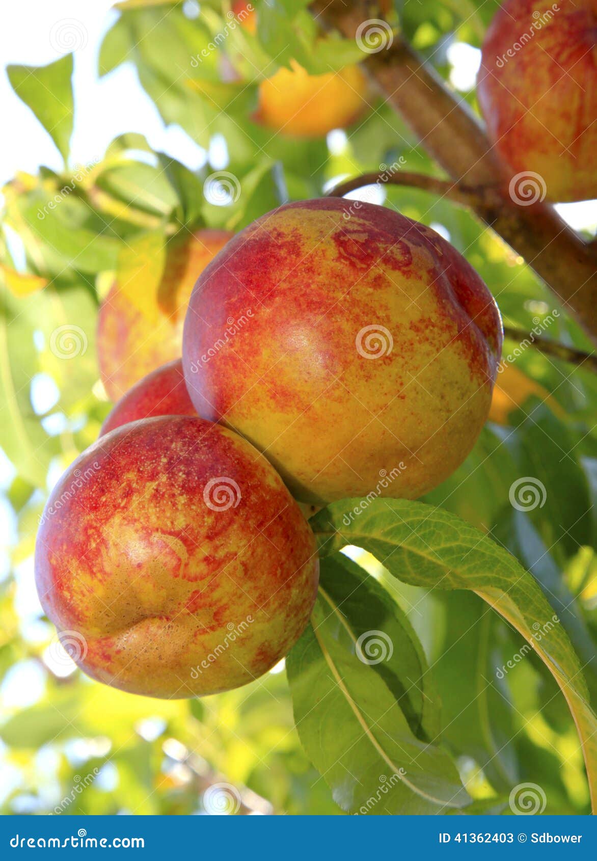 Rijpe Nectarines Op De Boom Stock Afbeelding - Image of rood, woestijn ...
