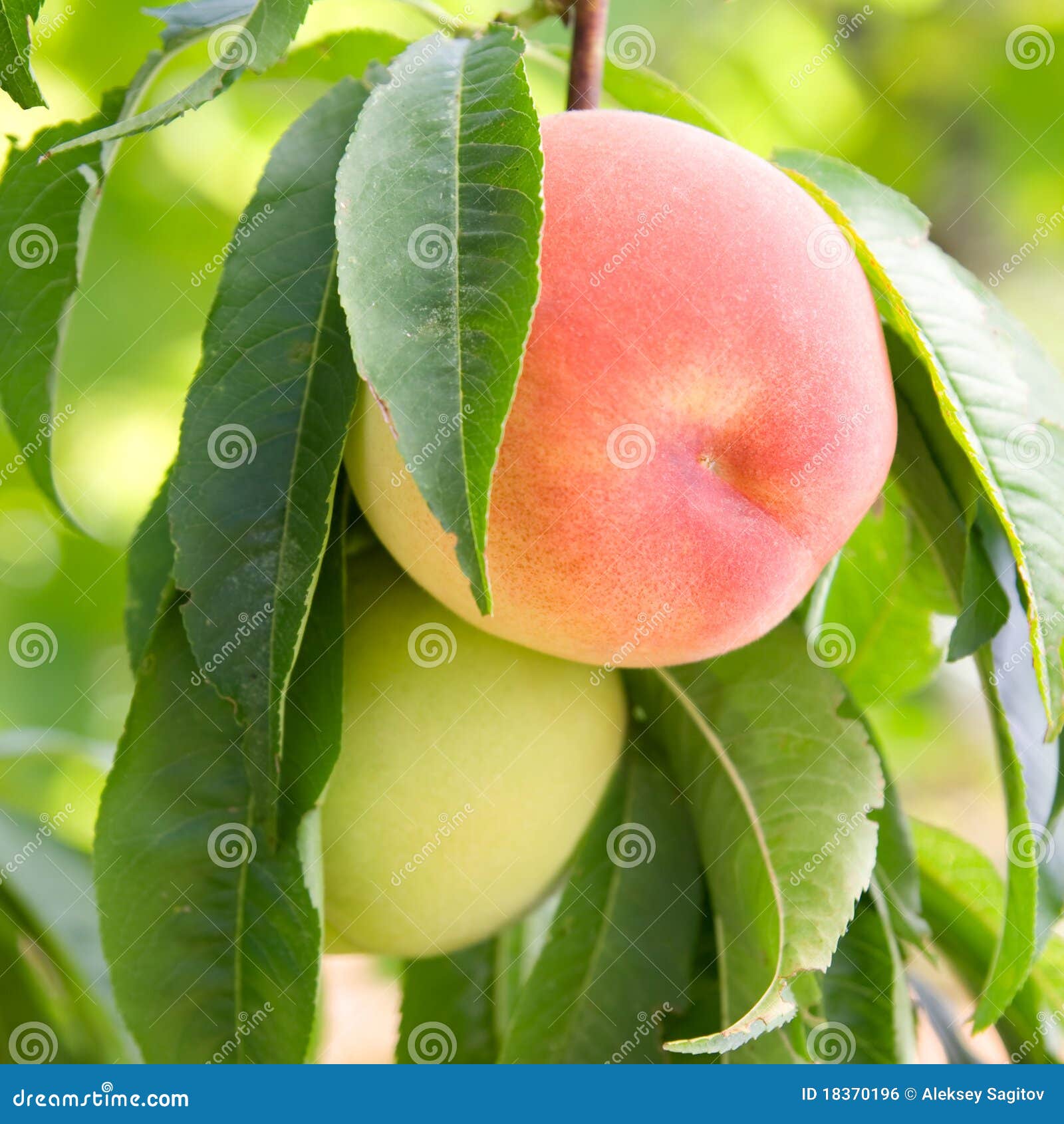 Rijpe perzik stock foto. Image of perzik, landbouw, boomgaard - 18370196