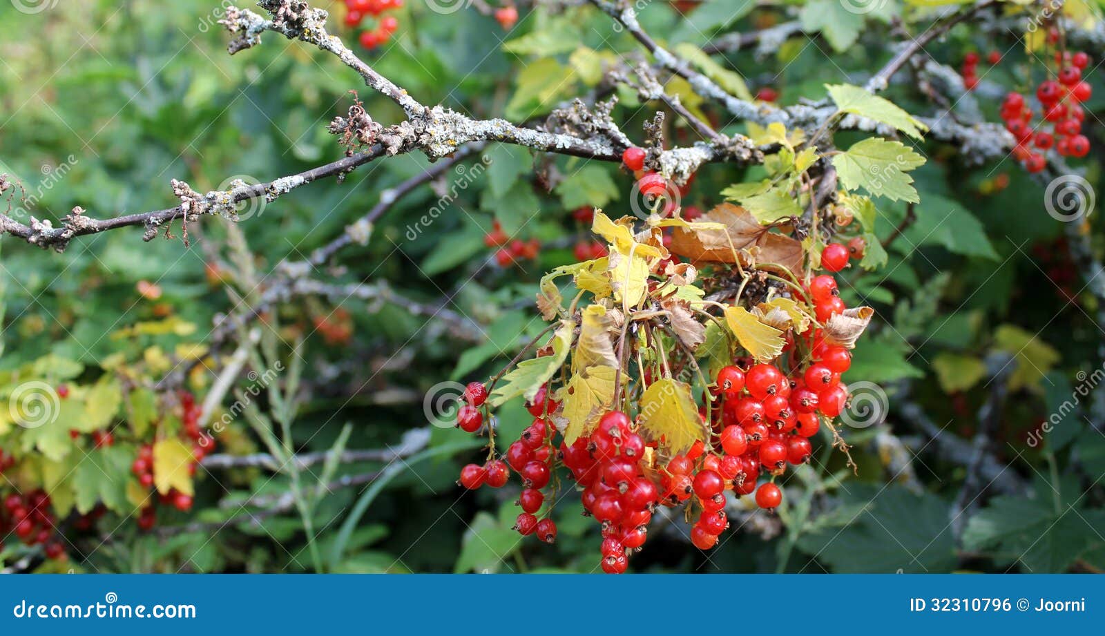 Rijpe Rode Bessen Op Installatie Stock Foto - Image of installaties ...