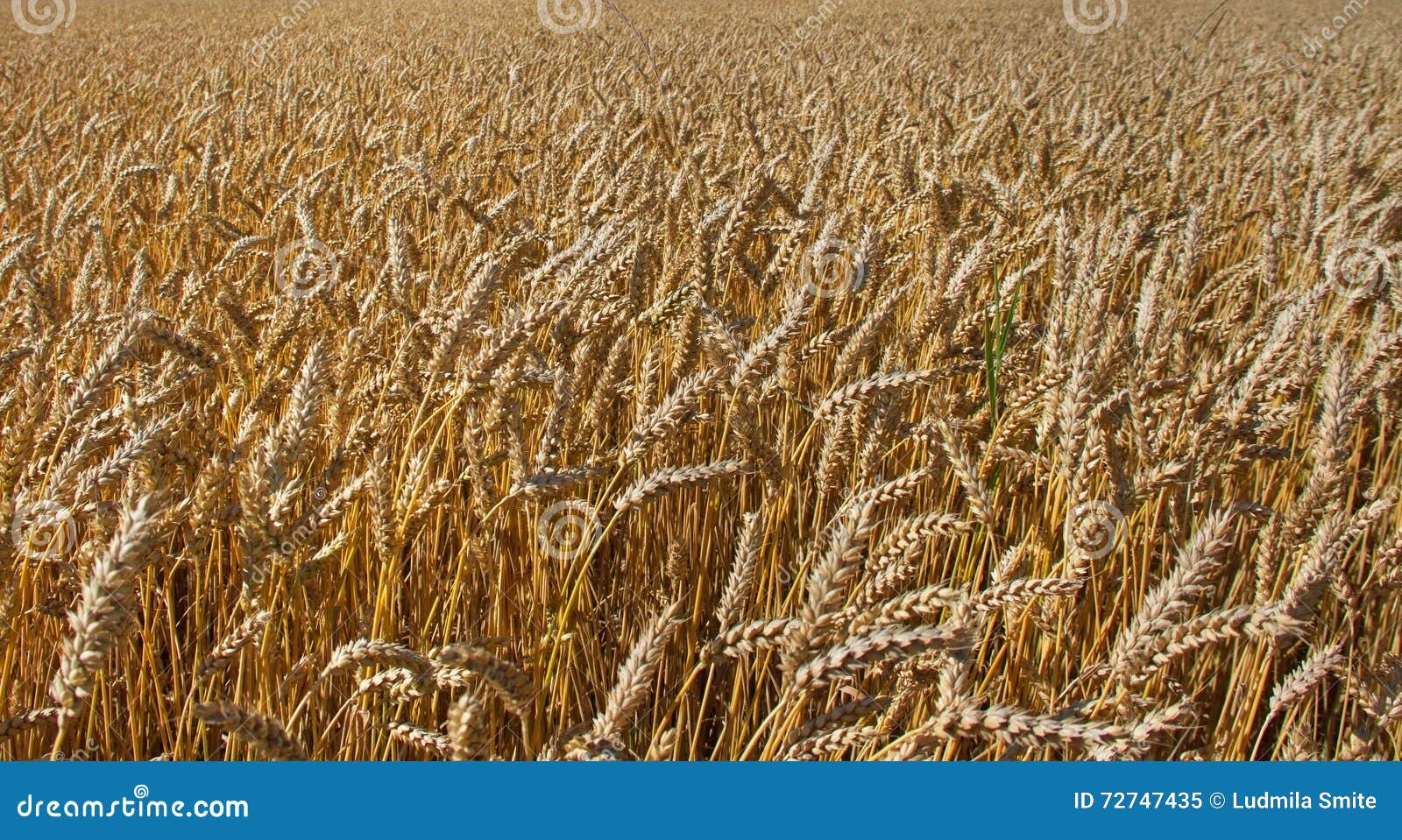 Rijpe tarwe op een gebied stock afbeelding. Image of mooi - 72747435