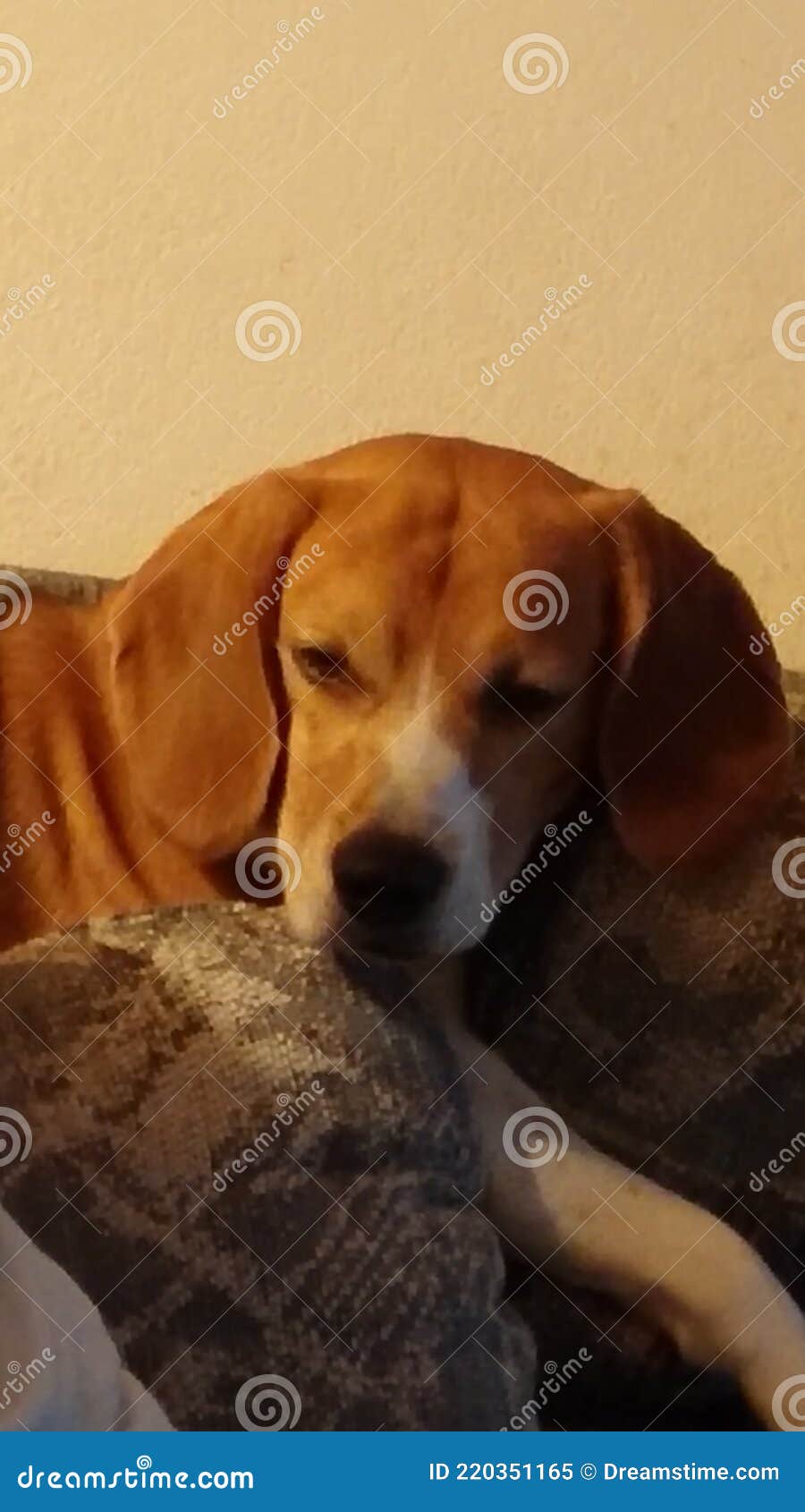 Riley stock image. Image of doggy, animal, riley - 220351165