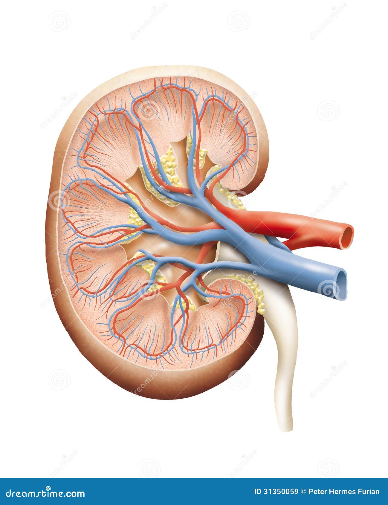 Rim humano ilustração stock. Ilustração de renal, sendo - 31350059