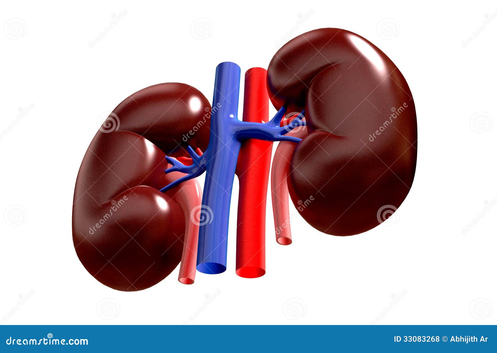 Rim humano ilustração stock. Ilustração de adrenal, anatomy - 33083268