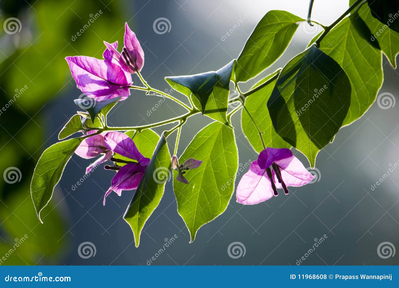 Rim Light Flower and Tree Leaves Stock Photo - Image of pink, summer ...