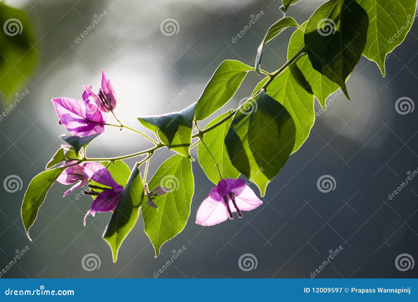 Rim Light Flower and Tree Leaves Stock Image - Image of pink, trees ...