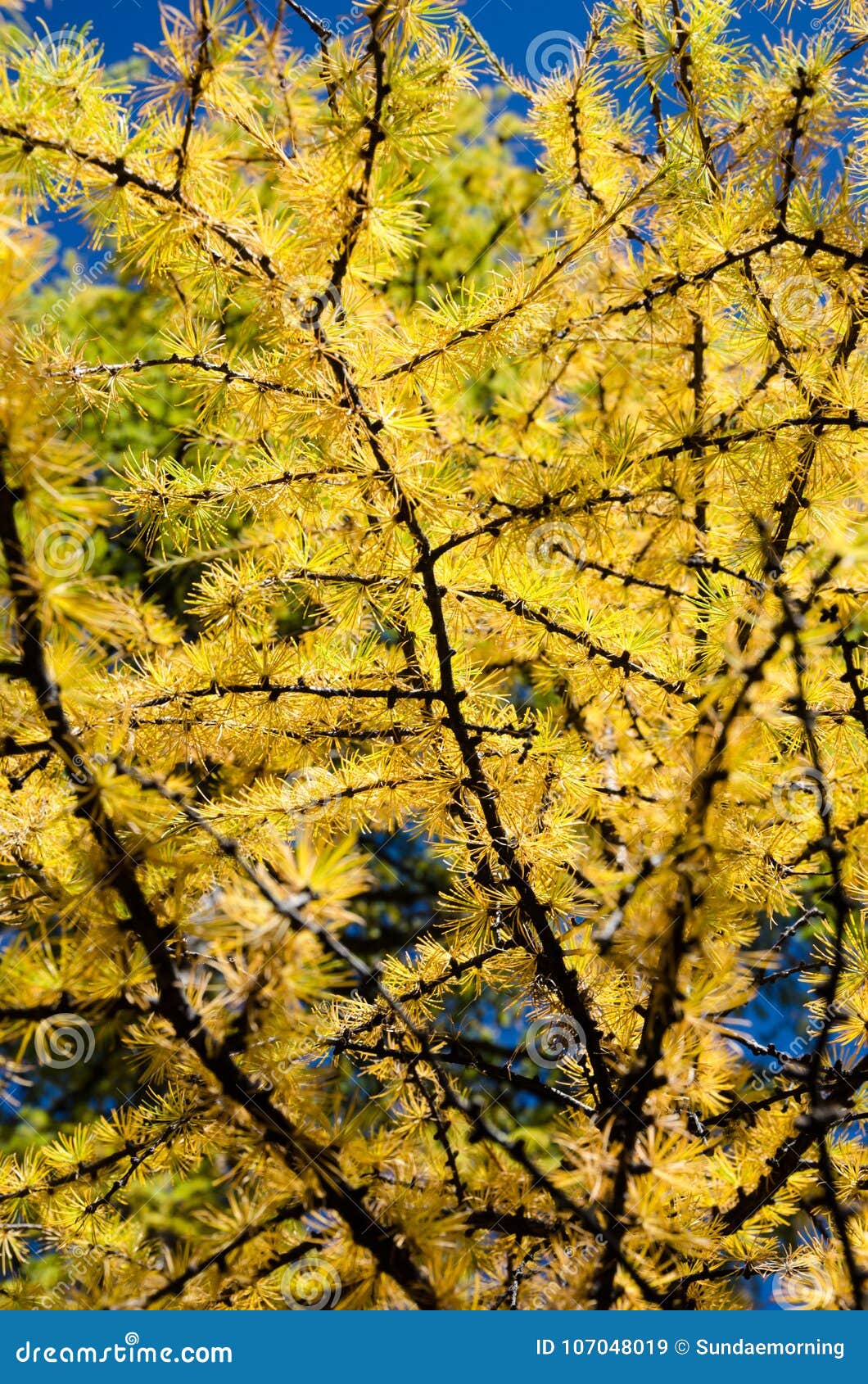 Rim Light Pine Tree Texture Stock Image - Image of leaf, texture: 107048019