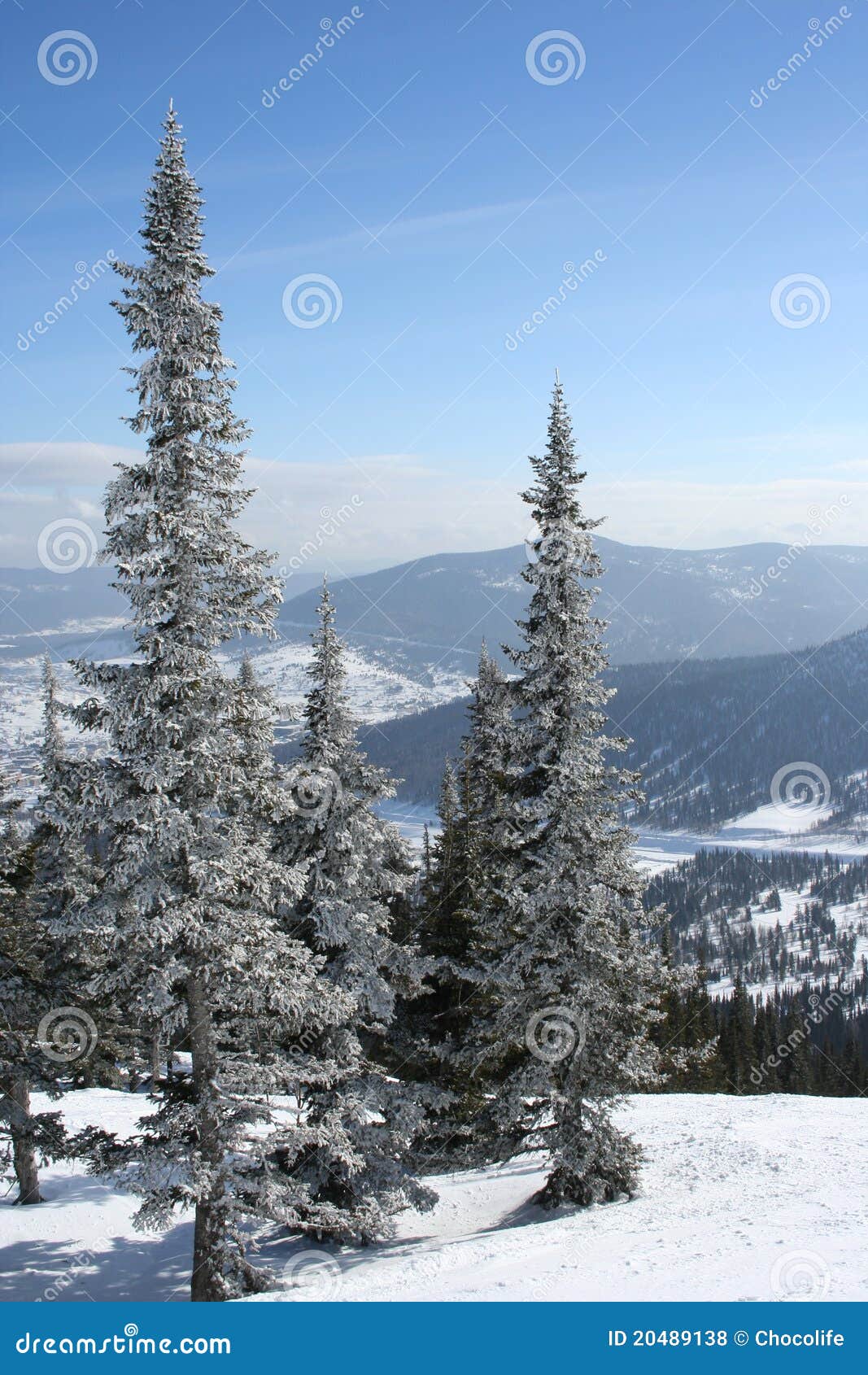 Rime stock photo. Image of outdoors, plants, forest, fairytale - 20489138