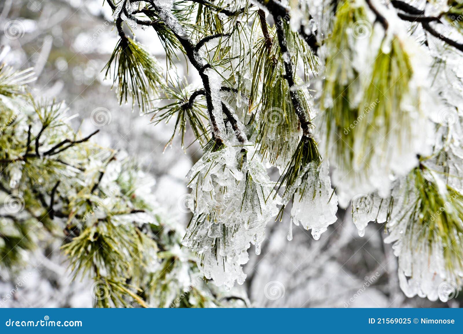 Rime stock image. Image of needle, branch, spring, tree - 21569025