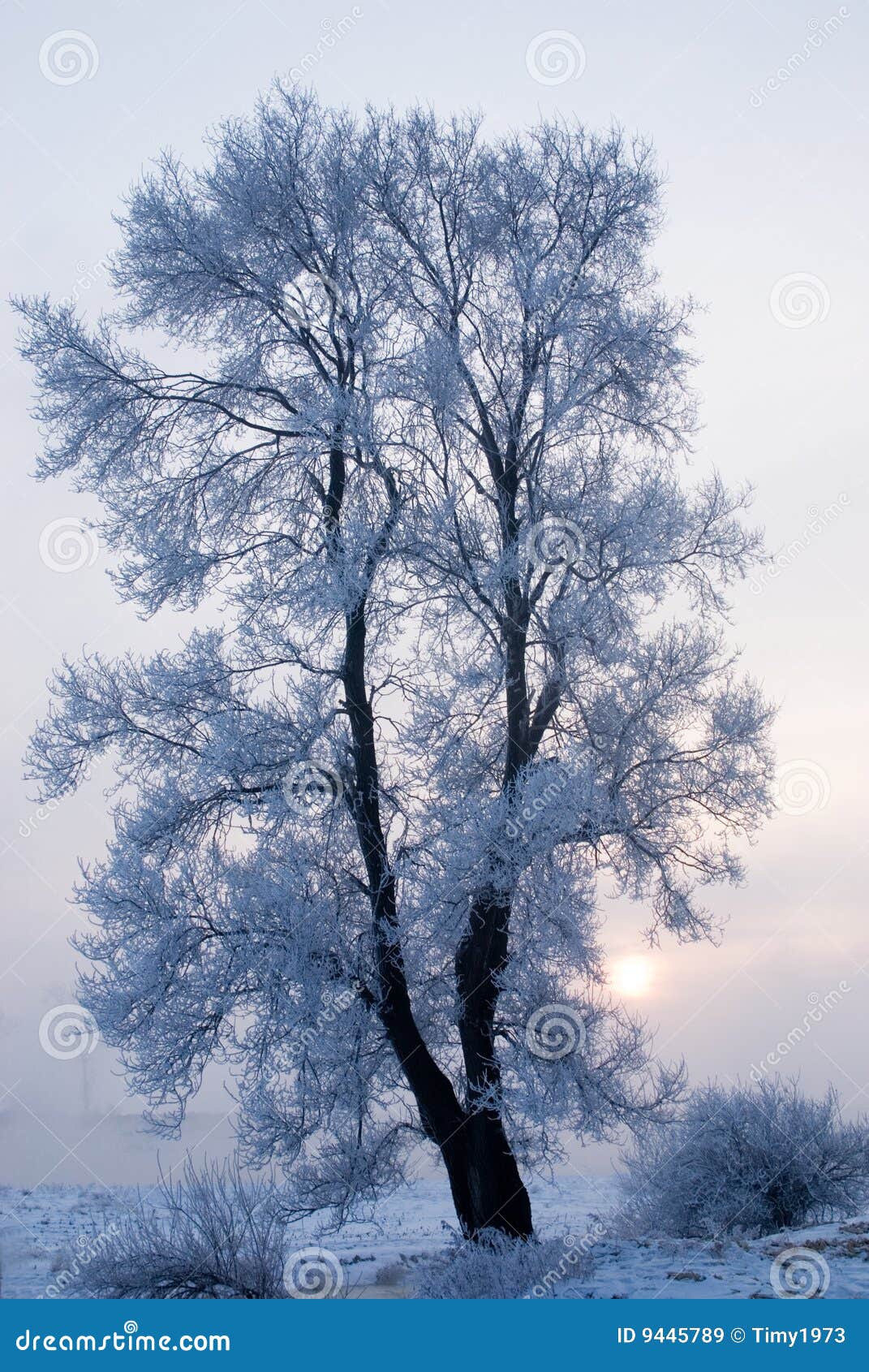 Rime stock image. Image of travel, nature, cold, china - 9445789