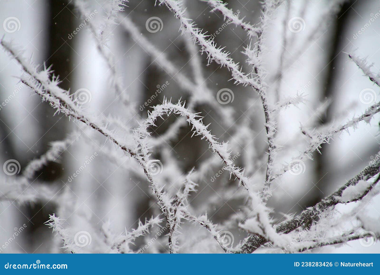 Spiky Rime Ice Coated Thin Branches in Winter Stock Photo - Image of ...
