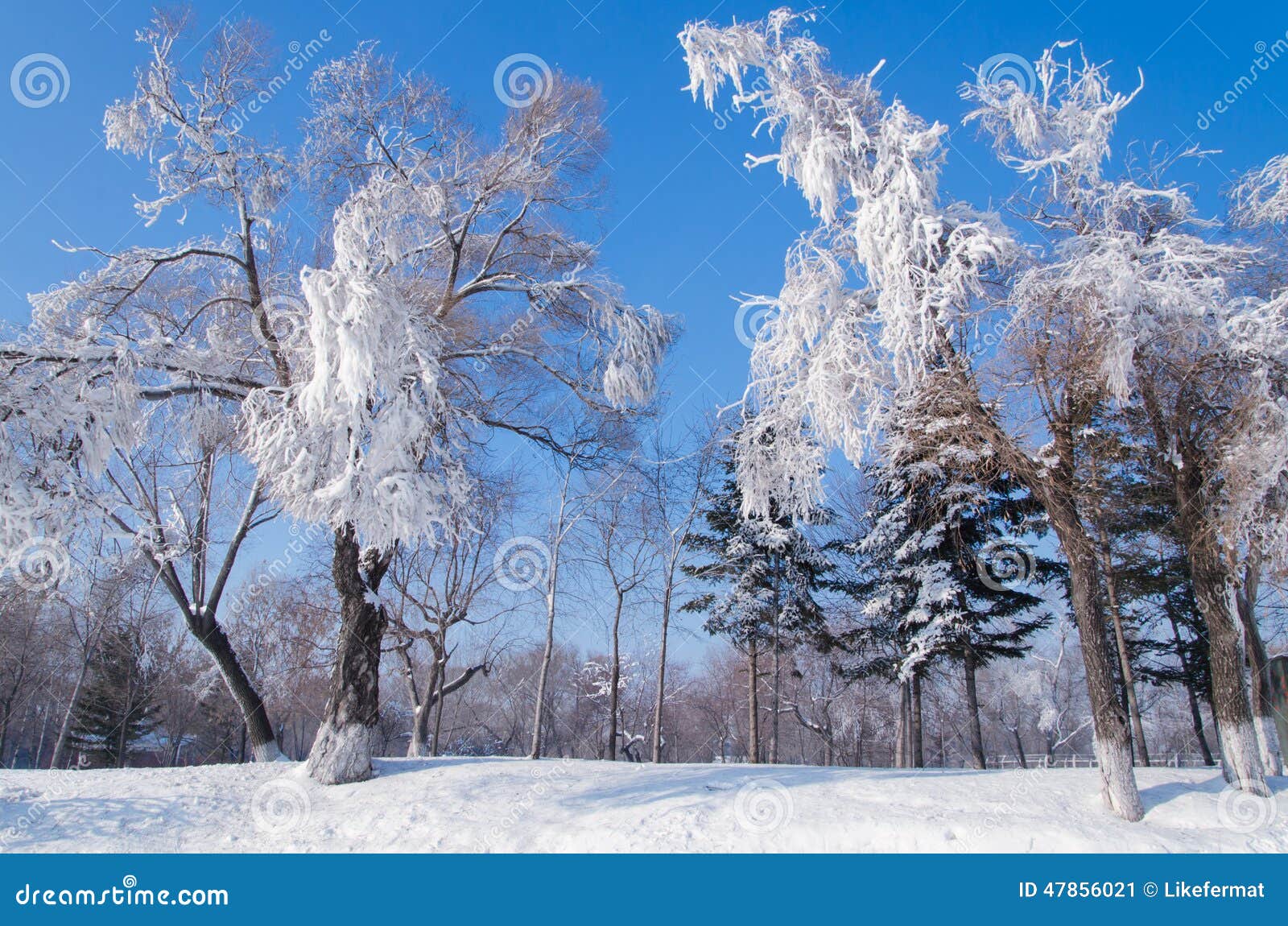 Rime stock image. Image of snowy, china, heilongjiang - 47856021