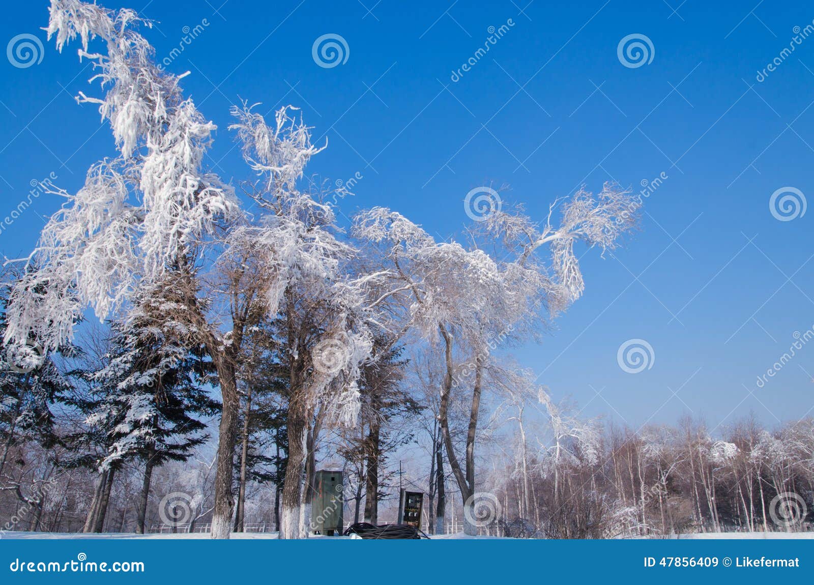 Rime stock image. Image of rime, snow, china, tree, christmas - 47856409