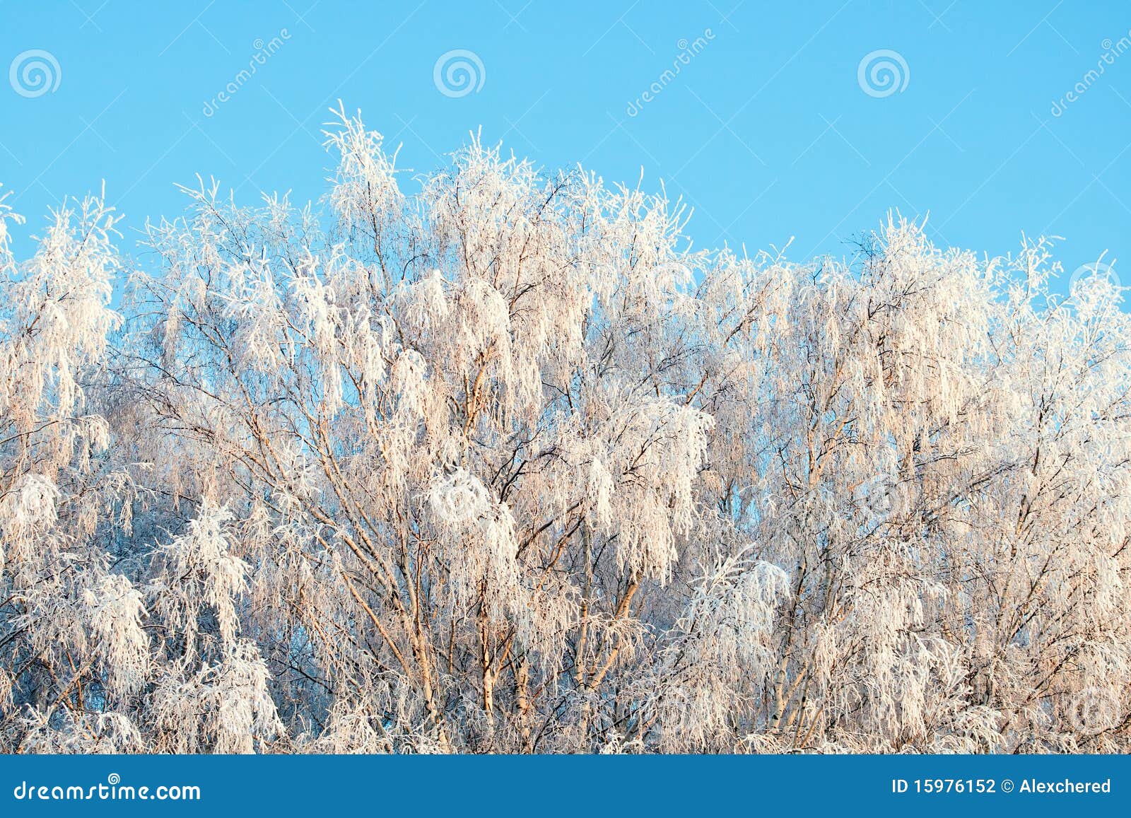 Rime on Branches of Trees in Sunset Light Stock Photo - Image of europe ...