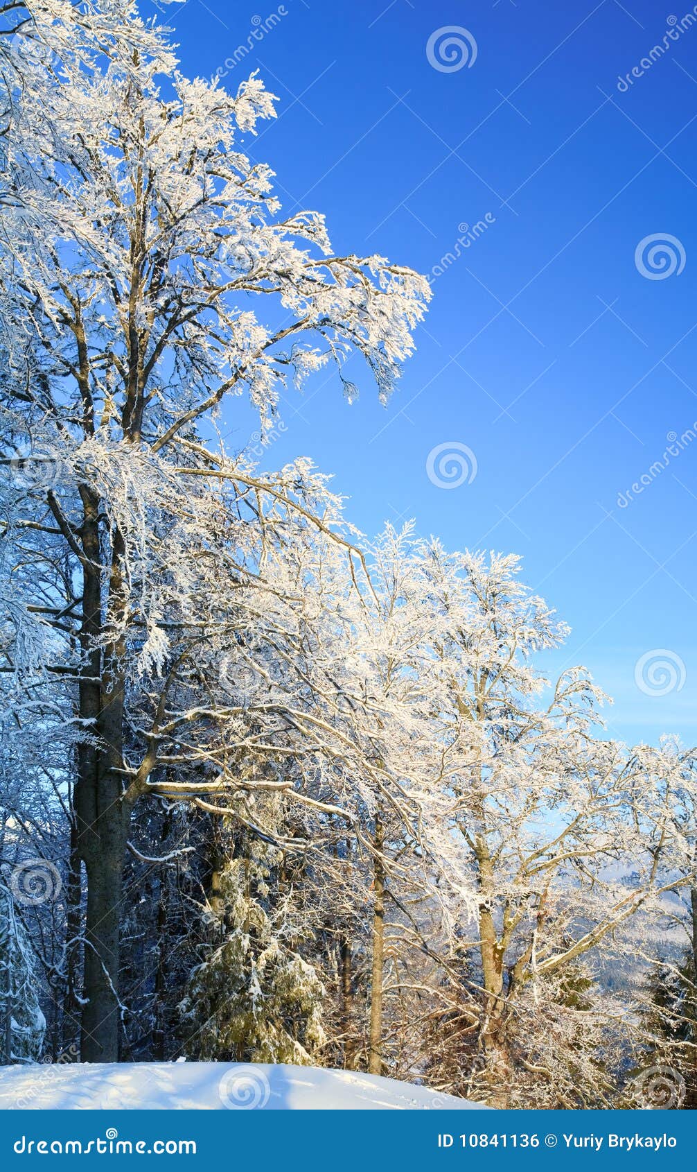 Rime Covered Trees in Winter Mountain Stock Photo - Image of snowy ...